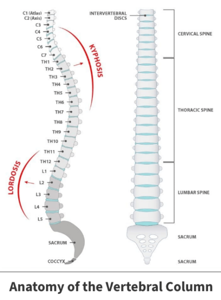 Kyphosis | Florida Orthopaedic Institute